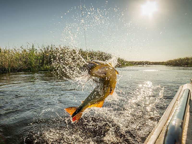 What is the most elusive fish to catch? - Transformative Travel